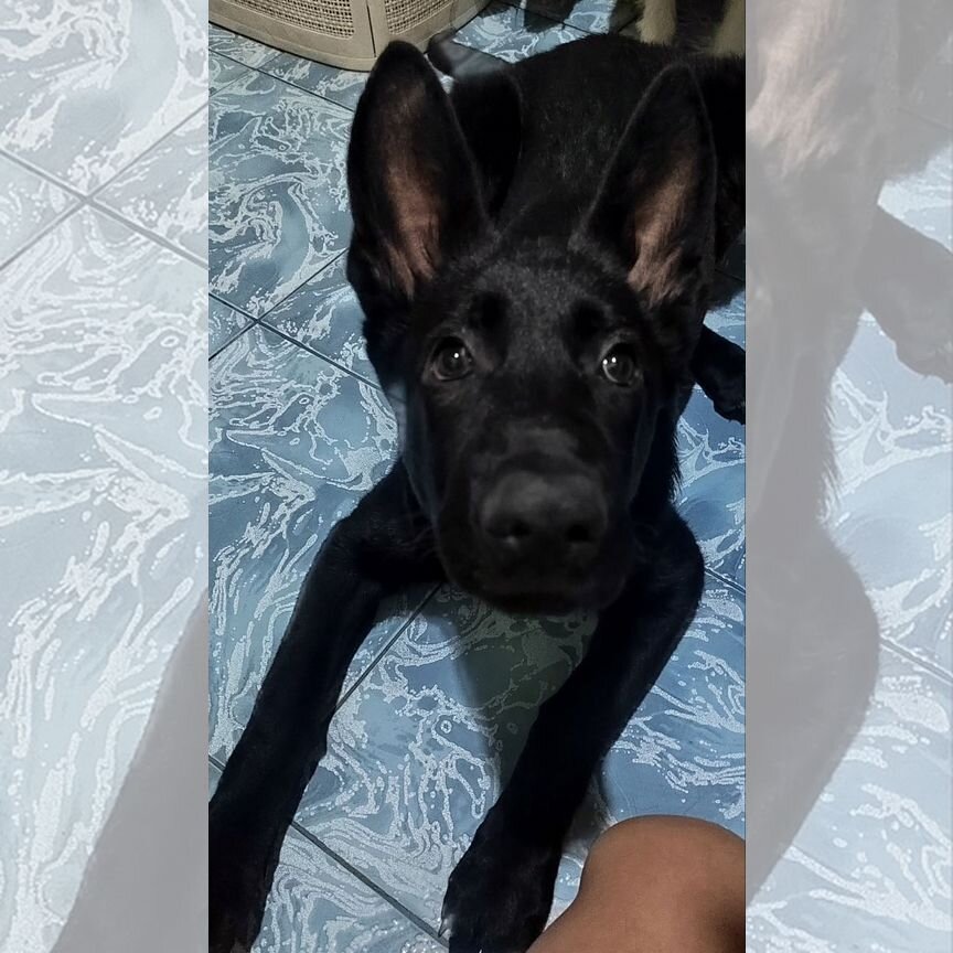 Немецкая овчарка, щенок