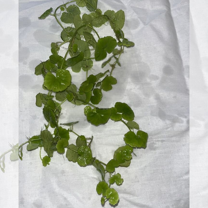 Аквариумные растения