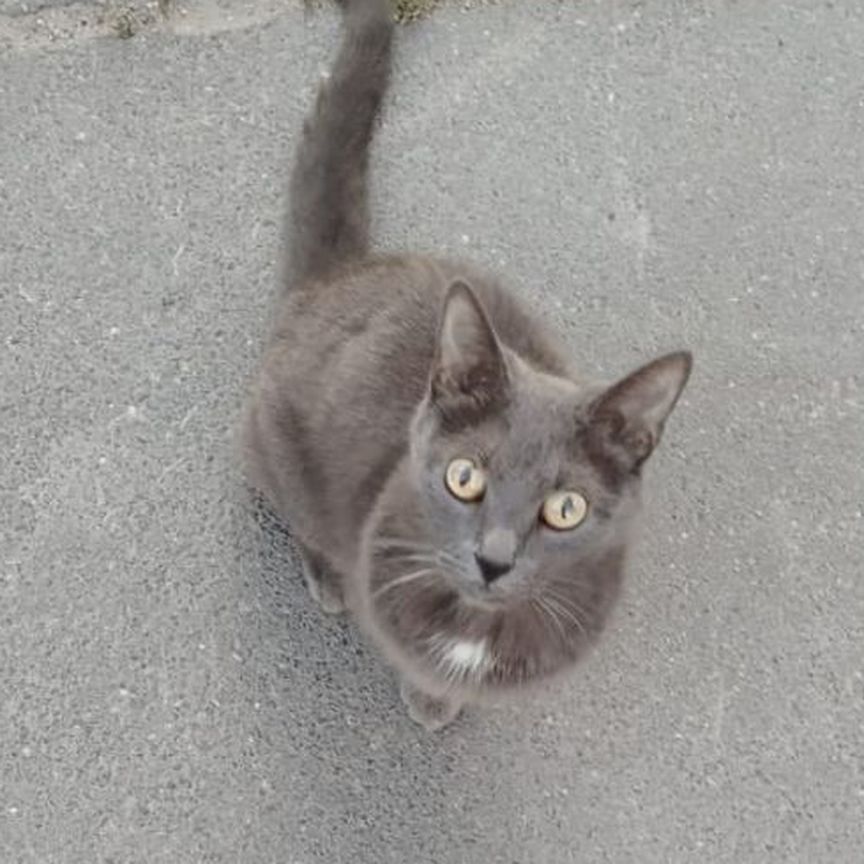 Найдена очень ласковая кошка