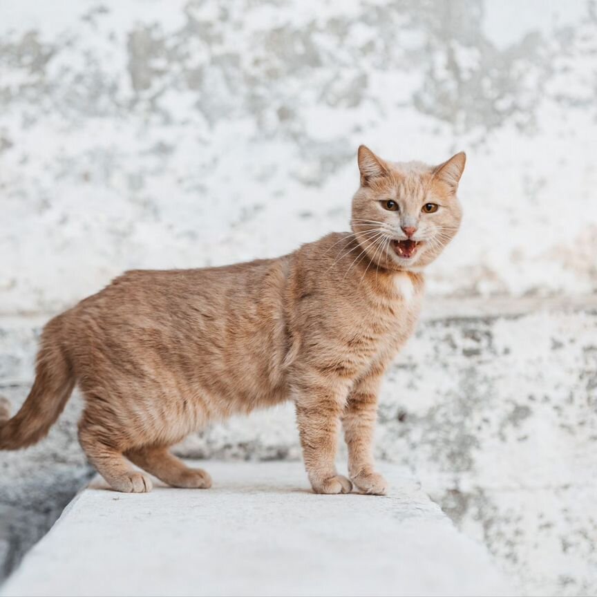 Кошки в добрые руки бесплатно Мураками