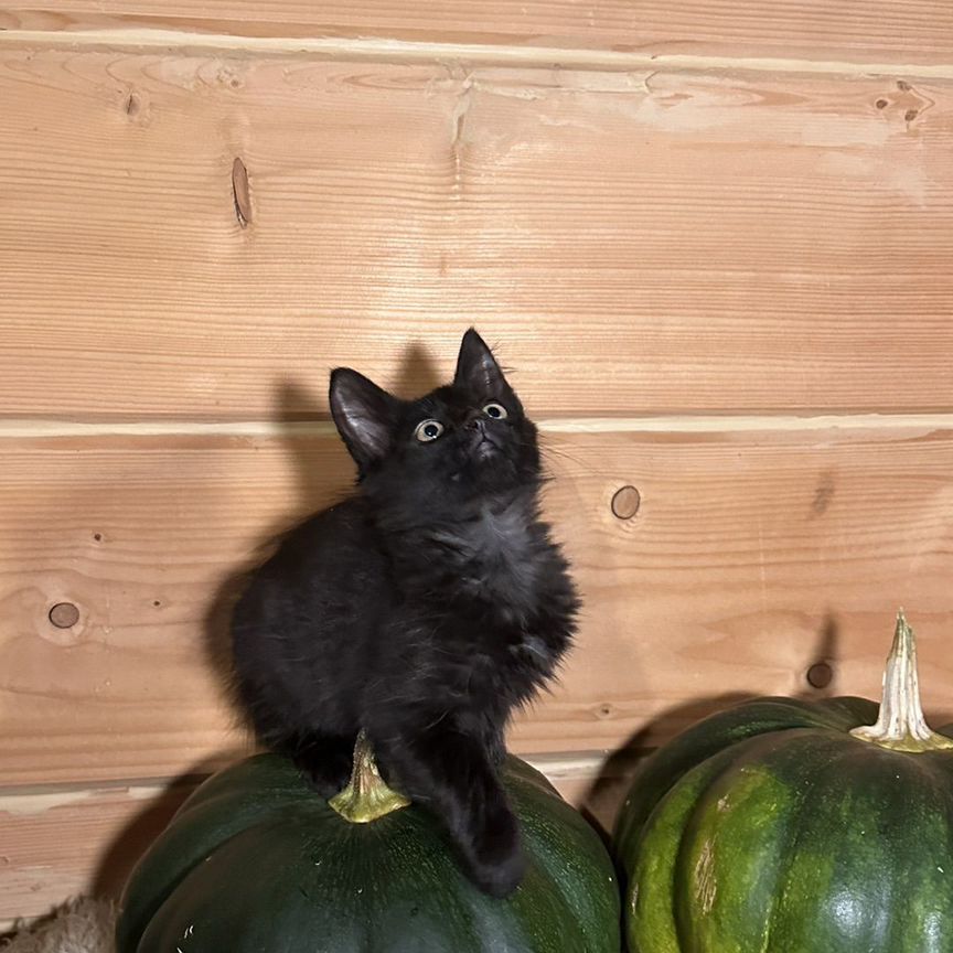 Котята в добрые руки, бесплатно
