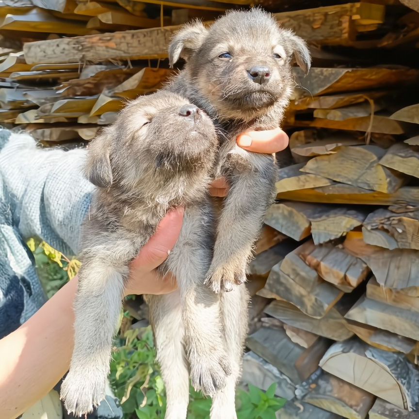 Кавказская овчарка, щенок