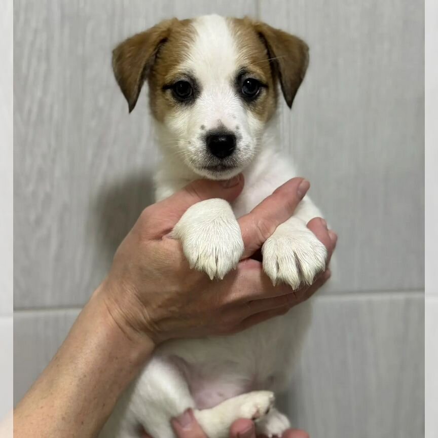 Джек-рассел-терьер, щенок