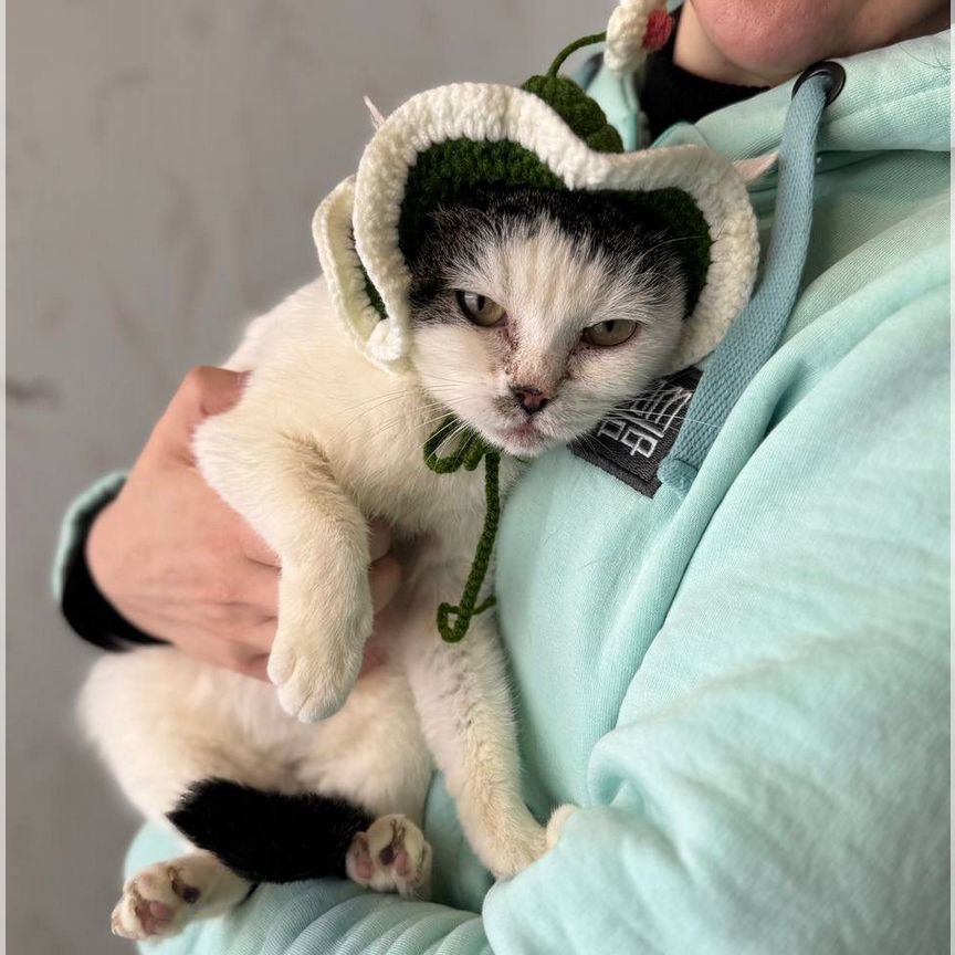 Взрослая, кошка в добрые руки