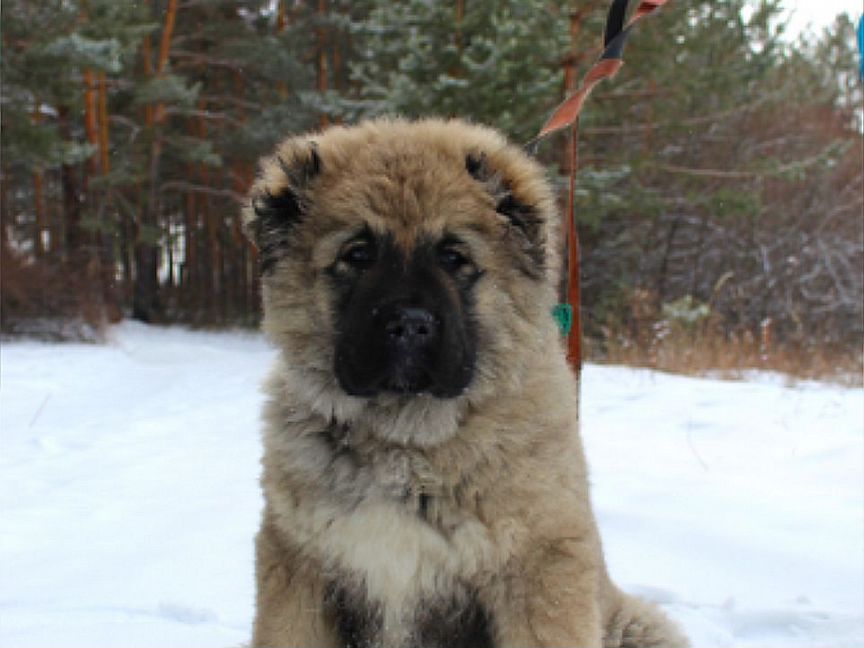 Кавказская овчарка