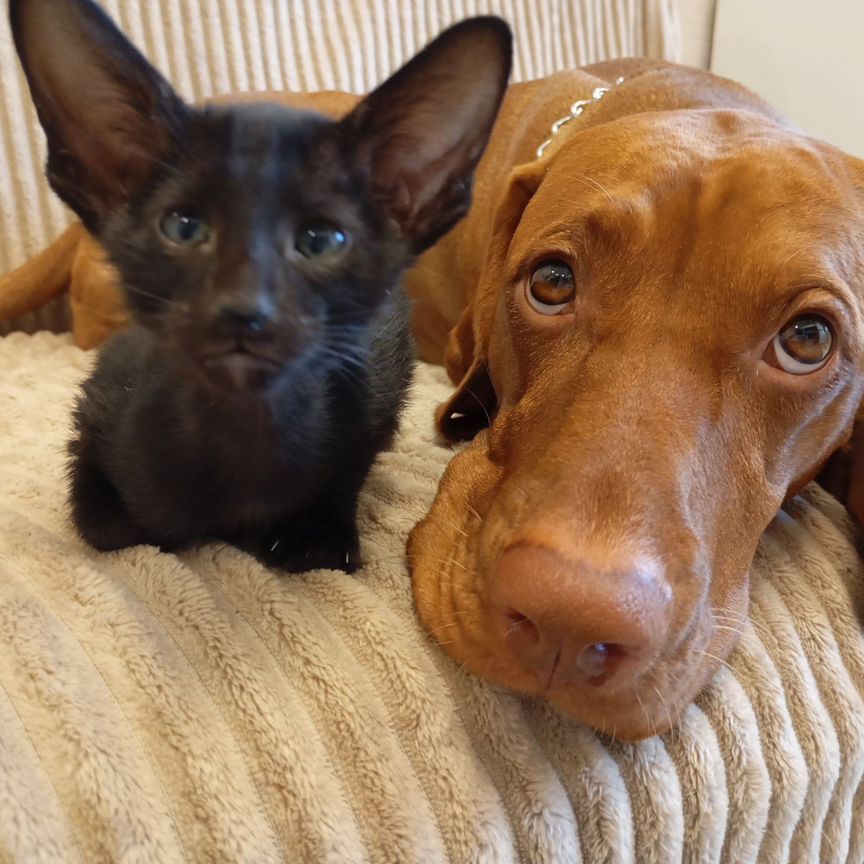 Ориентальный котёнок