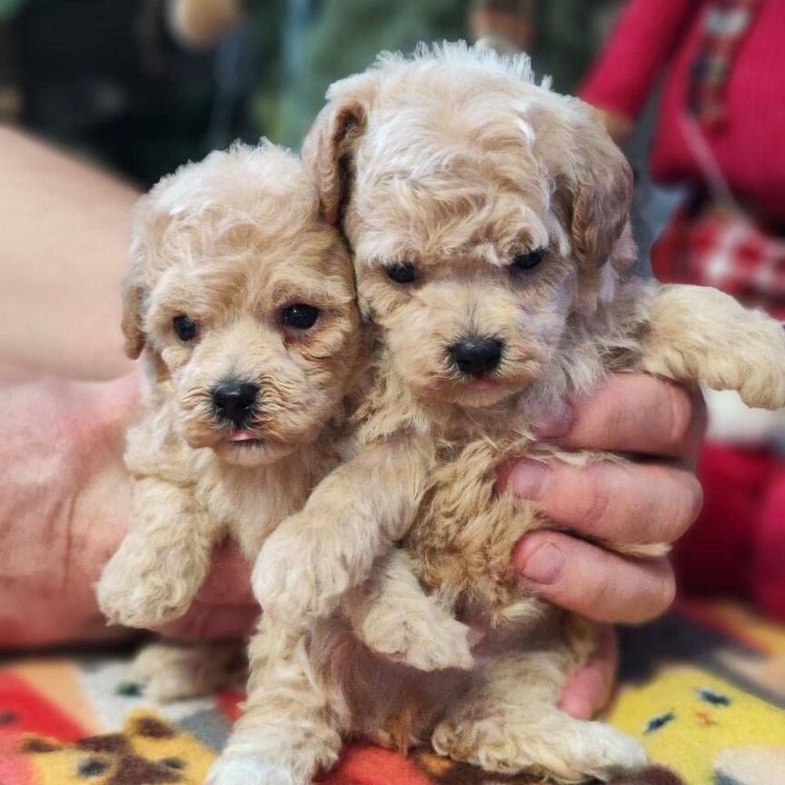 Мальтипу, щенок