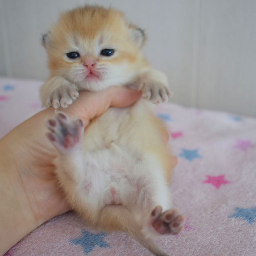 Британский короткошёрстный котёнок