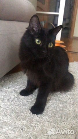 Котенок-подросток в добрые руки