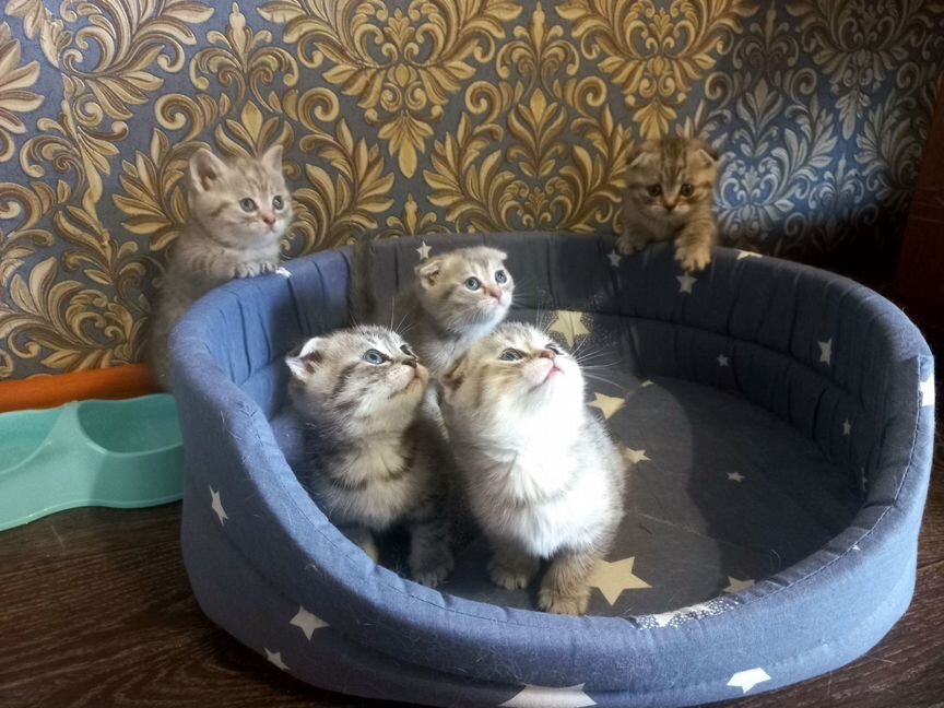 Шотландские вислоухие котята