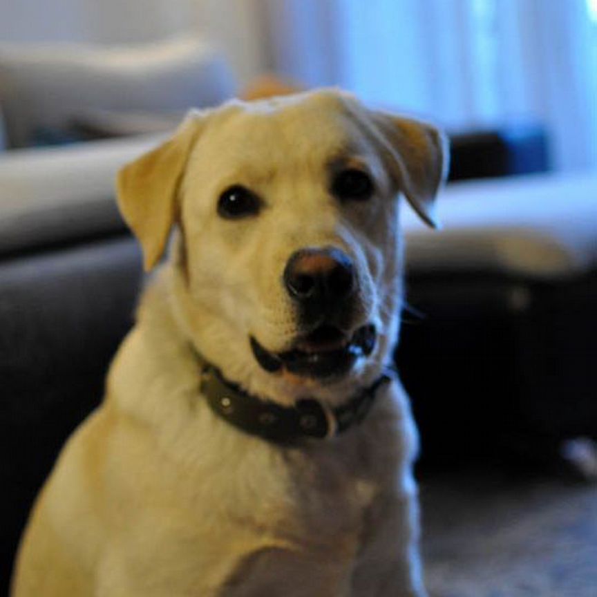 Отдам в добрые руки лабрадора