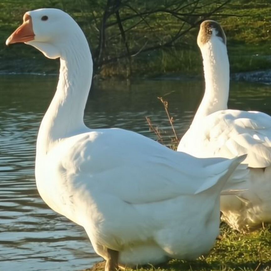 Гусята Линда