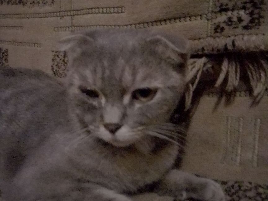 Кошка в дар бесплатно
