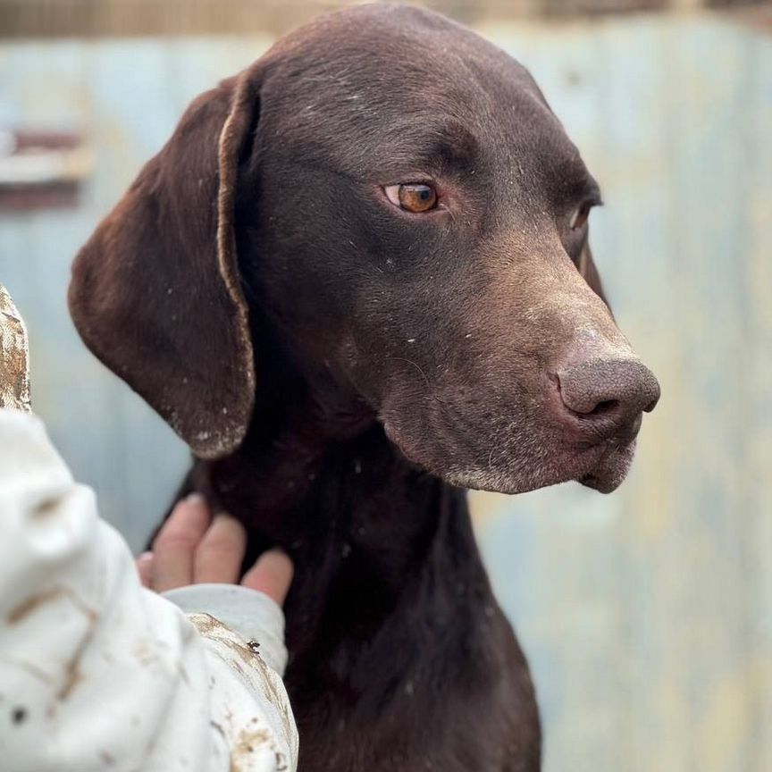 Курцхаар, взрослый пёс