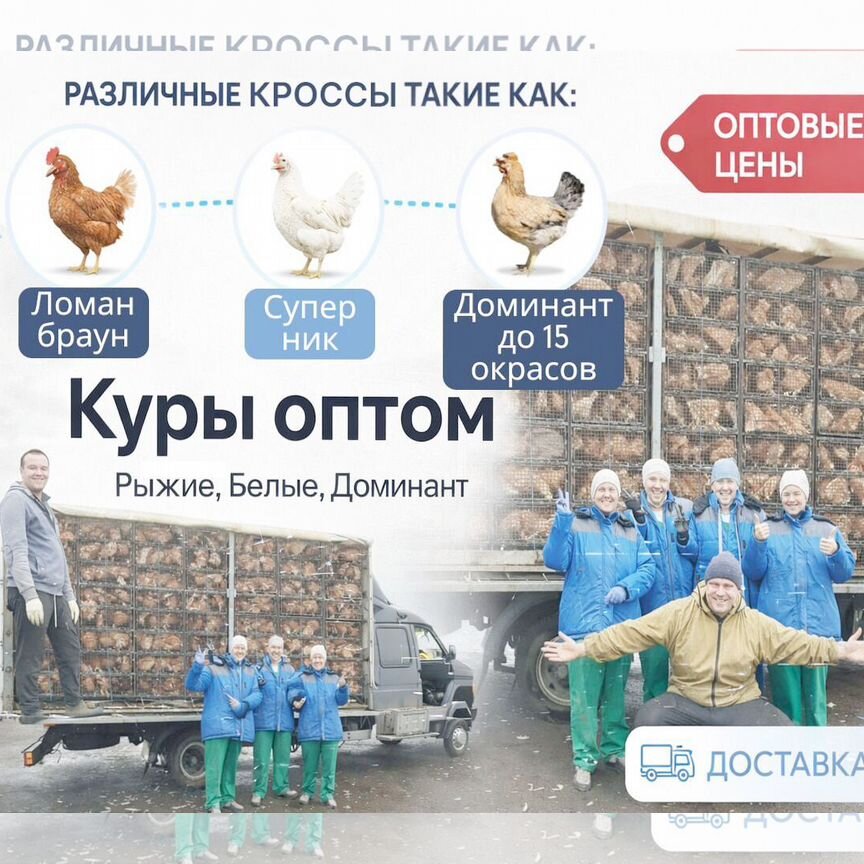 Петухи оптом на мясо