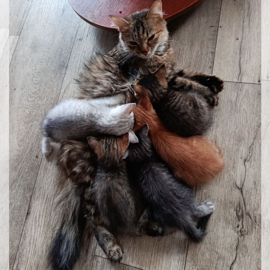 Котёнок в добрые руки