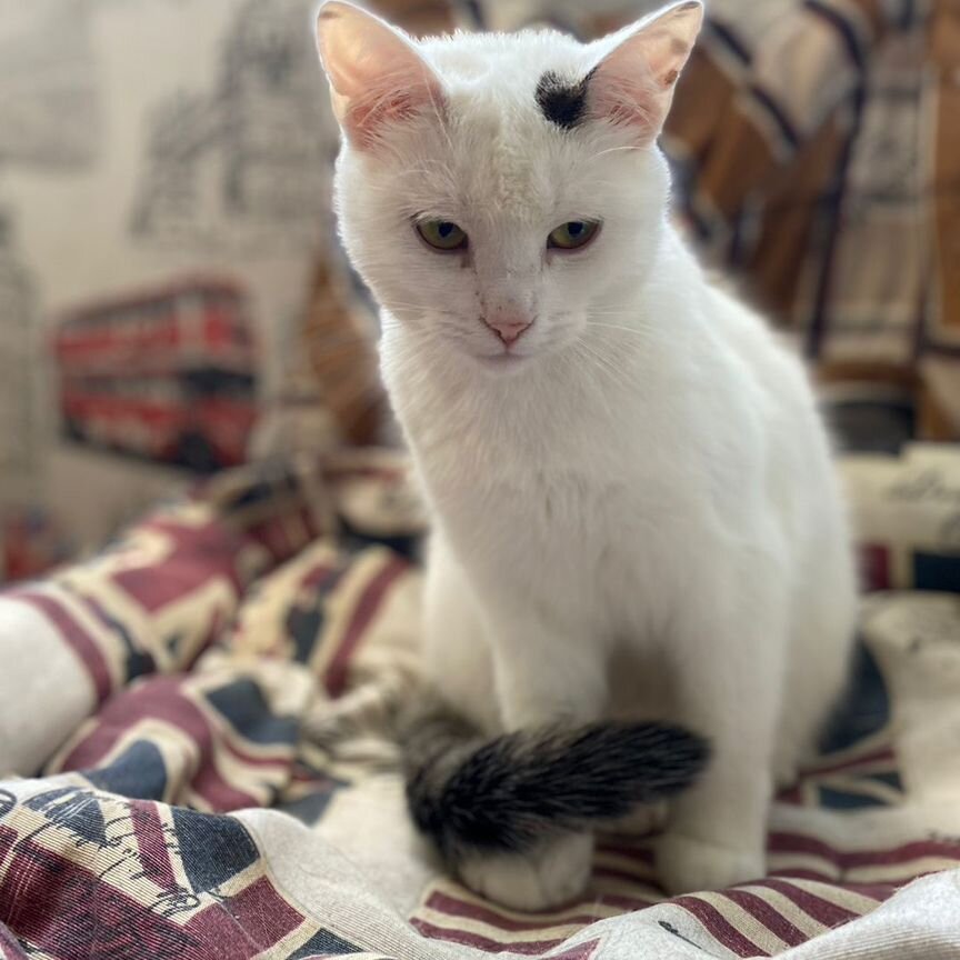 Кошка Вита 2 года