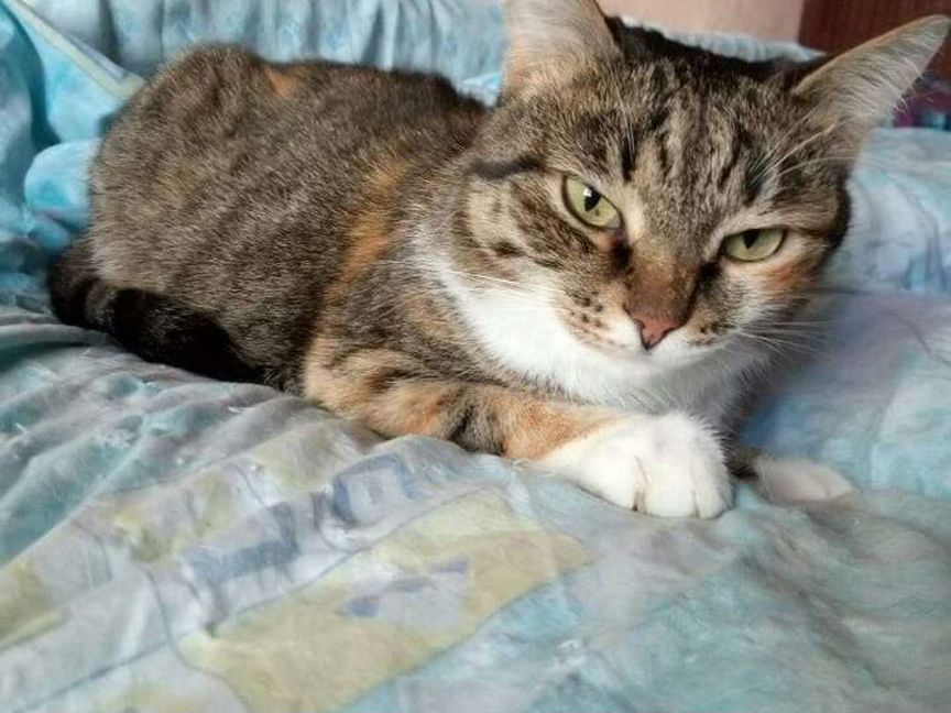 Кошка Геля в дар