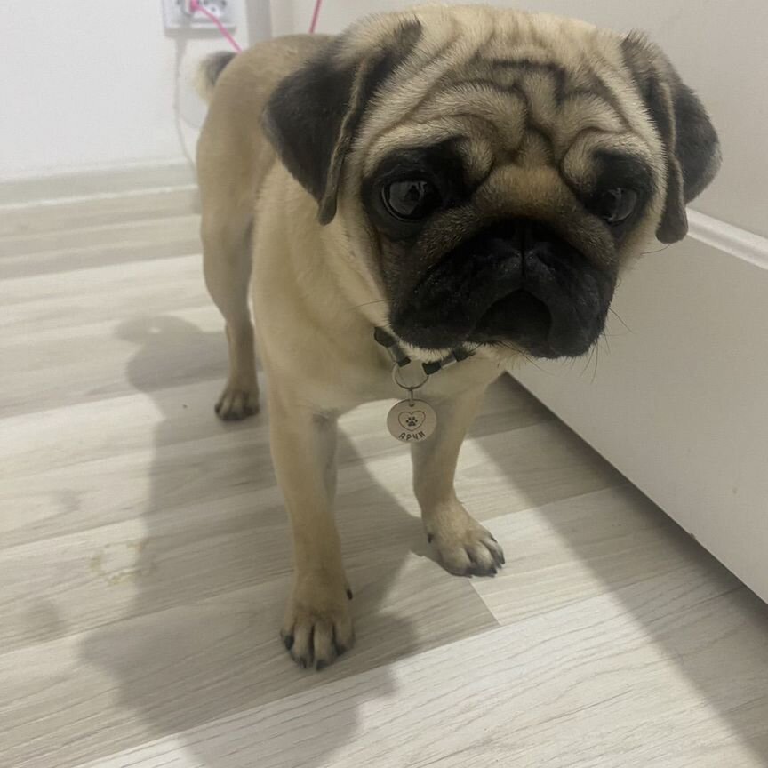 Мопс ищет семью