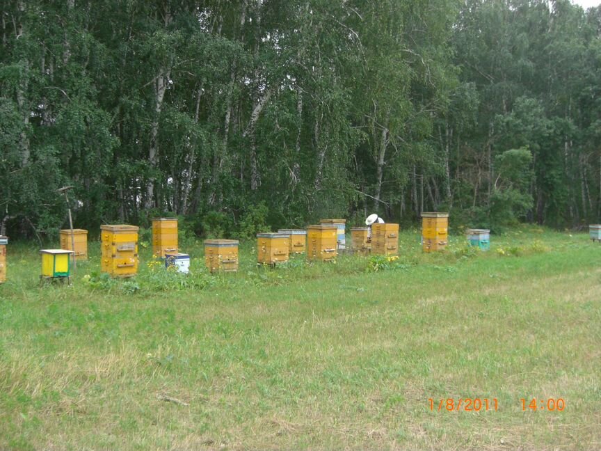 Продам ульи для пчел и сушь