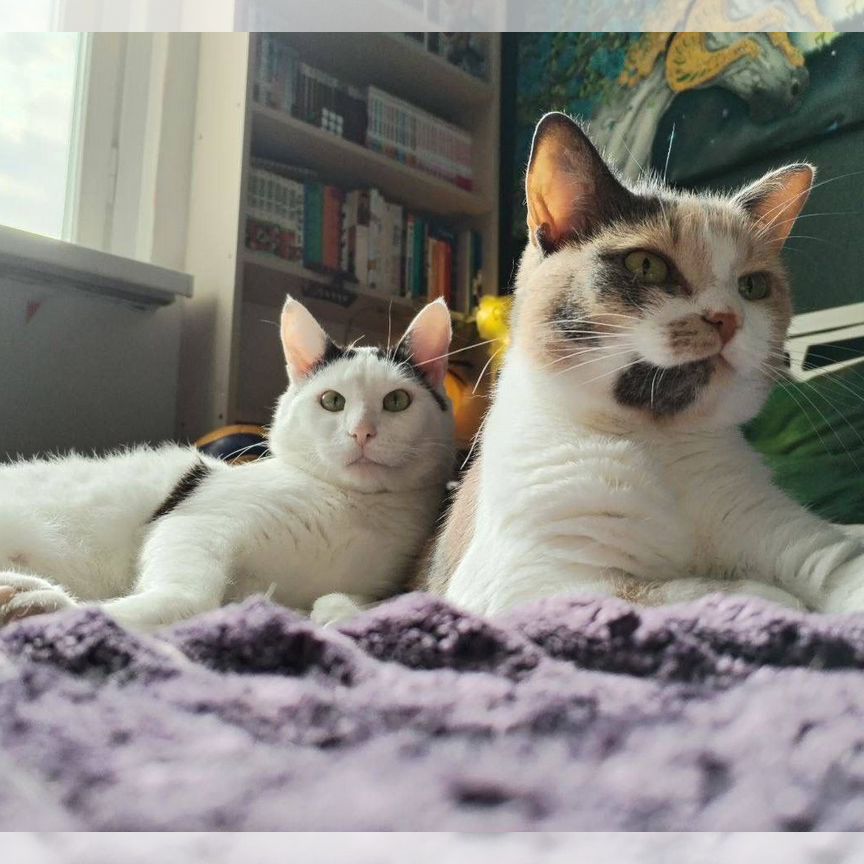 Взрослый кот в добрые руки