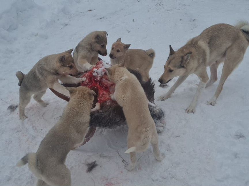 Западно сибирская лайка