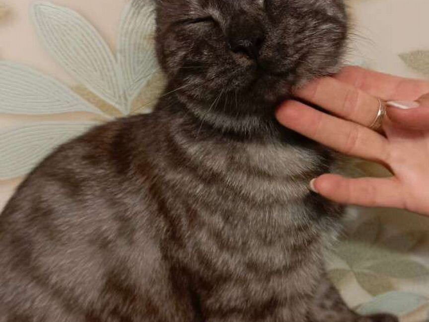 Серый полосатый кот