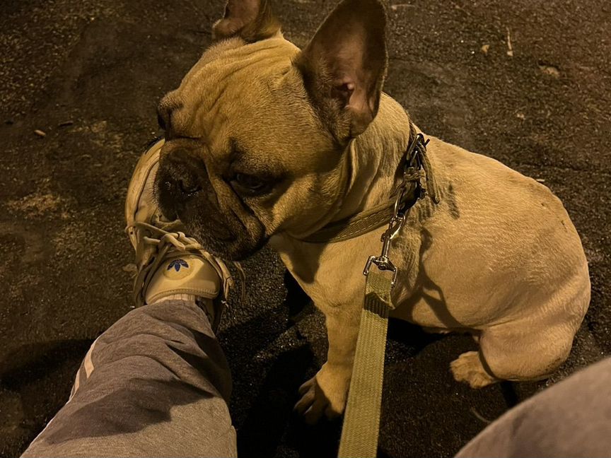 Френч буль буль Пончик