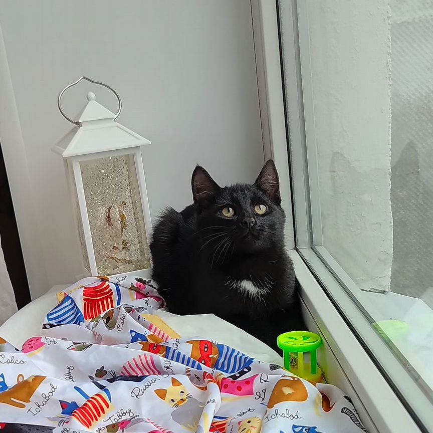 Котёнок в добрые руки