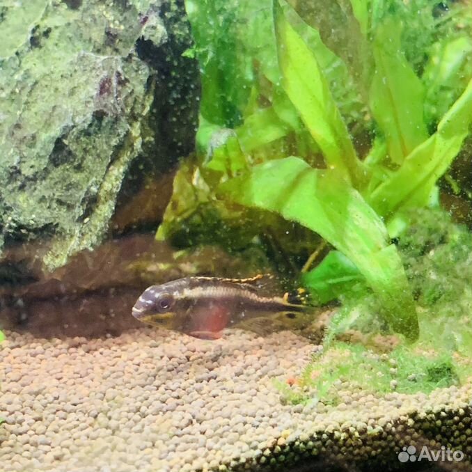 Пельвикахромис пульхера пара