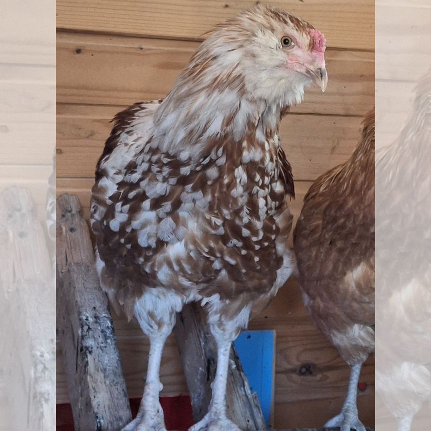 Петушок 3,5 мес Амераукан