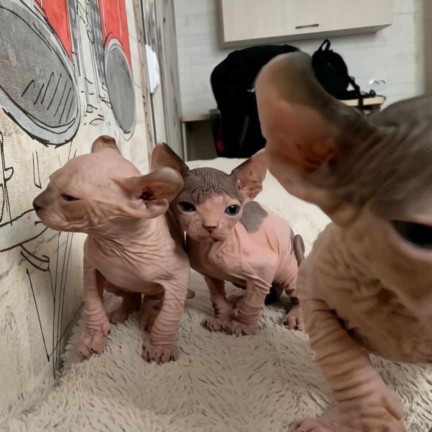 Канадский сфинкс котёнок