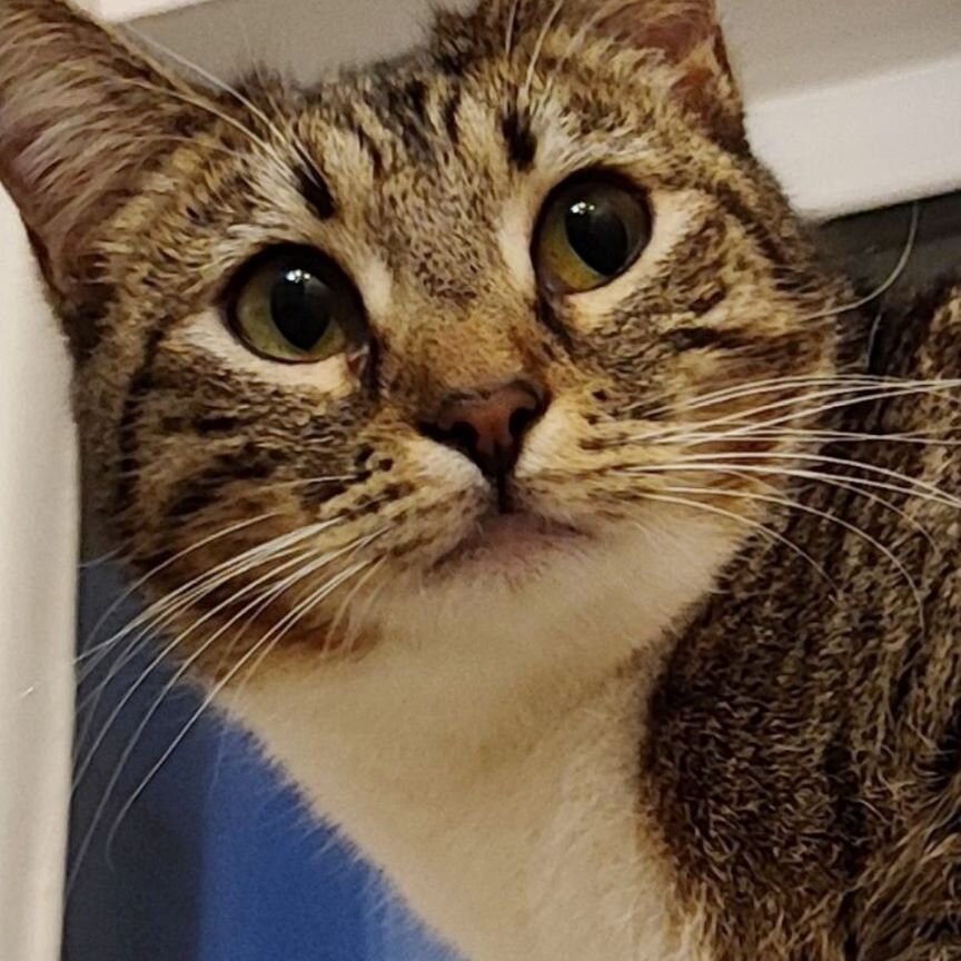 Матильде нужен дом. 1 год. стерилизована