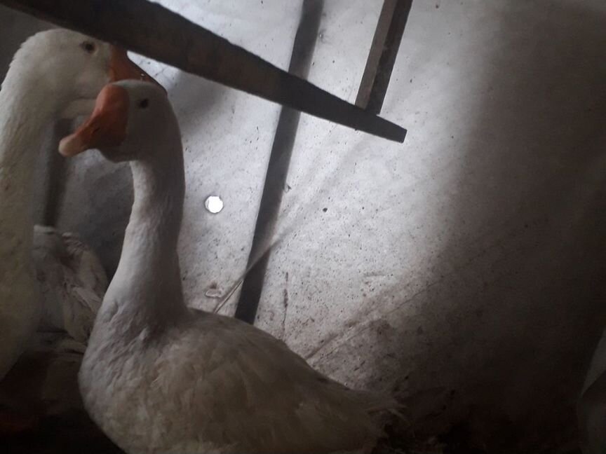 Гусыни Линда несутся