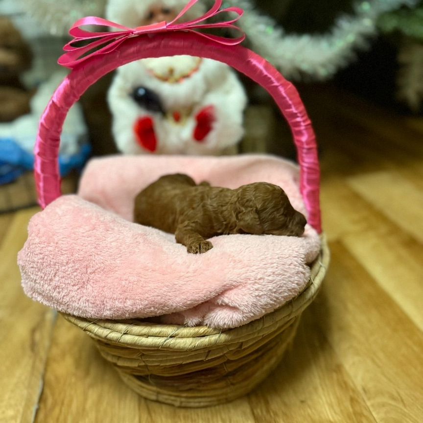 Пудель, щенок