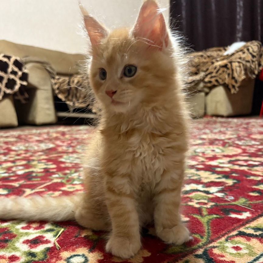 Мейн-кун котёнок