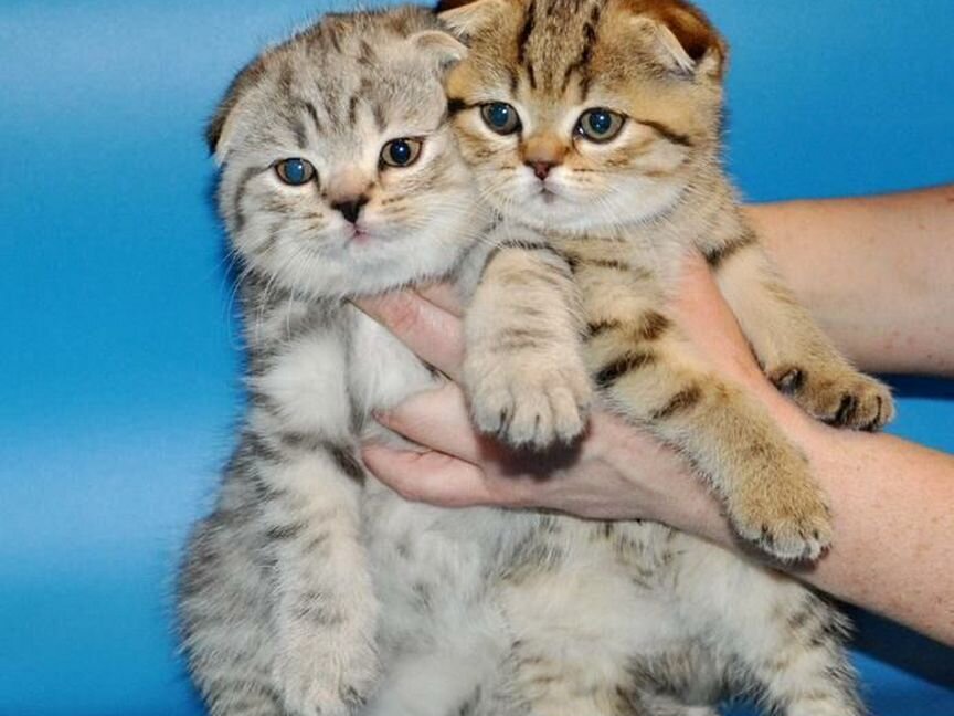 Шотландские пятнистые котята