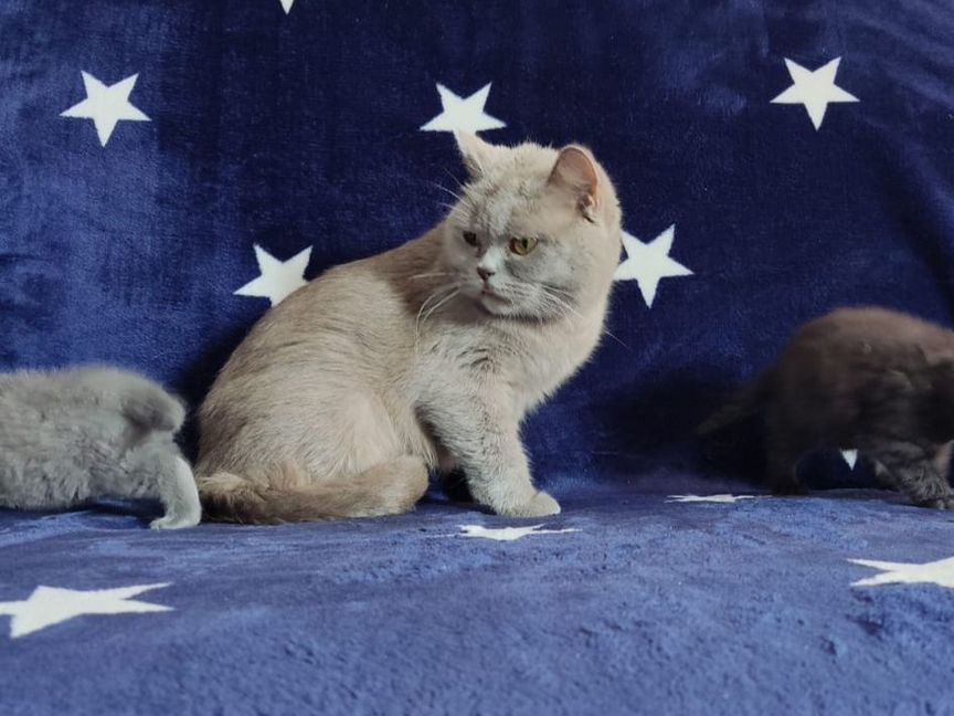 Котята