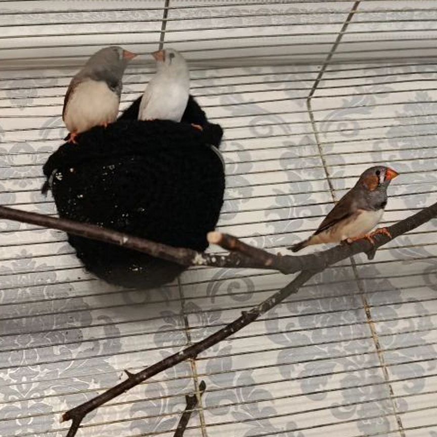 Зебровые амадины