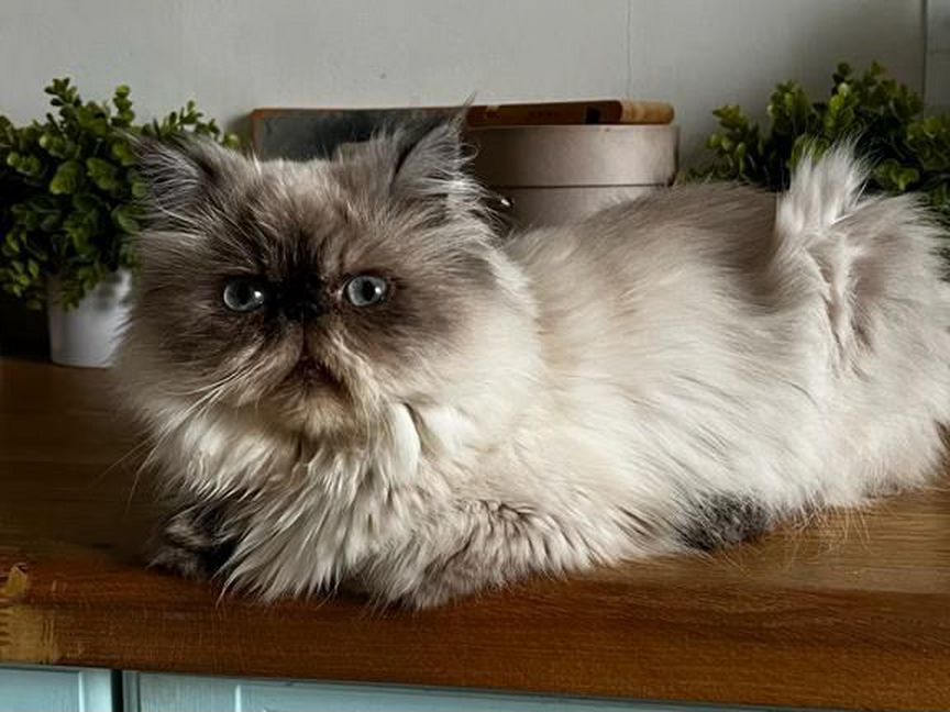 Кошки в добрые руки