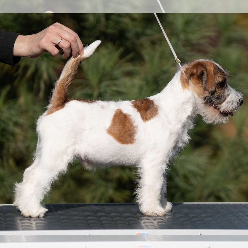 Джек рассел кобель 3 мес