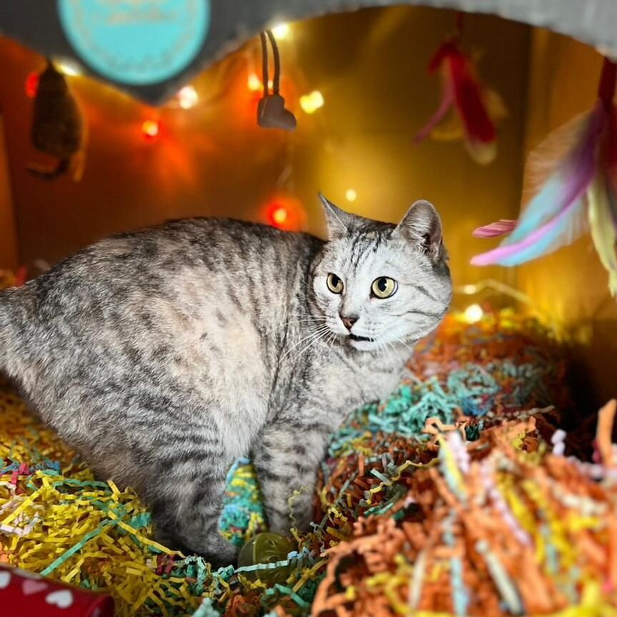 Кошка