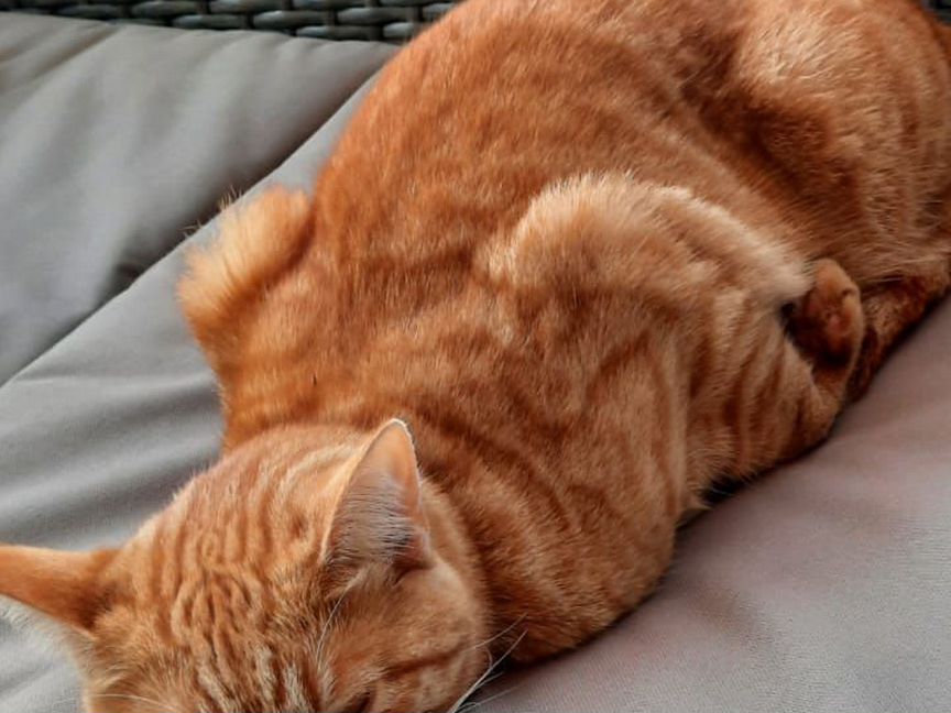 Кошка в дар