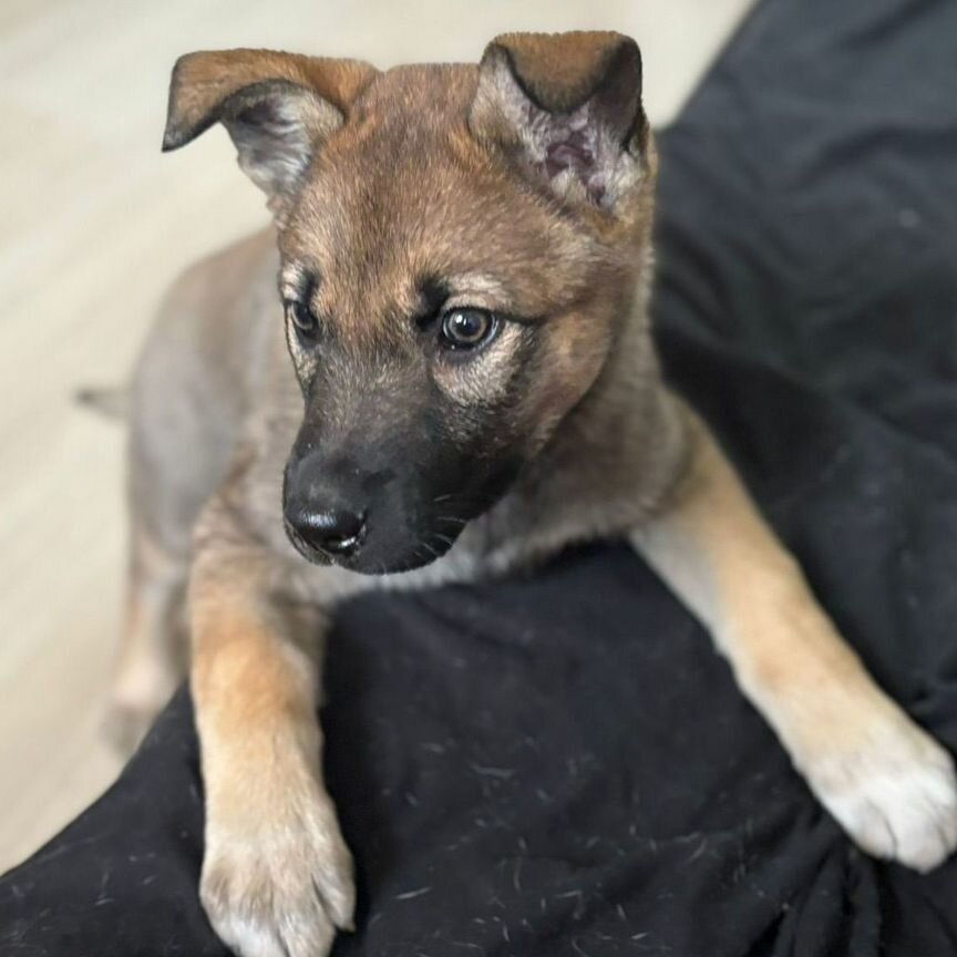 Щенок в добрые руки