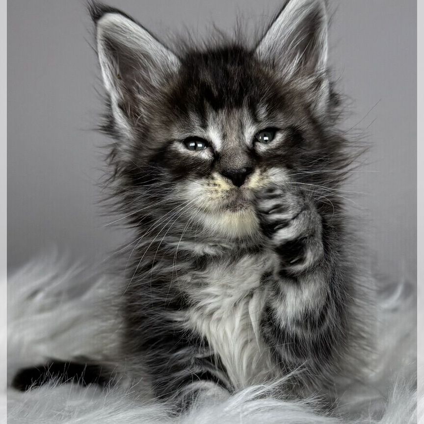 Мейн-кун котёнок