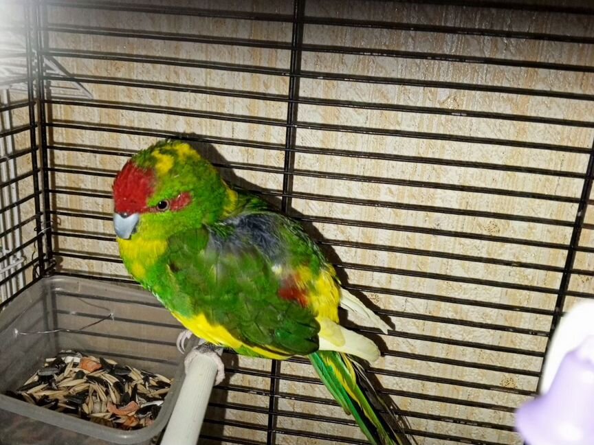 Попугай какарик