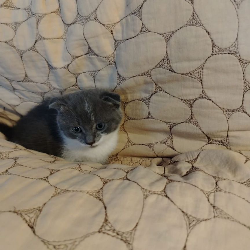 Выслоухая котёнок-девочка