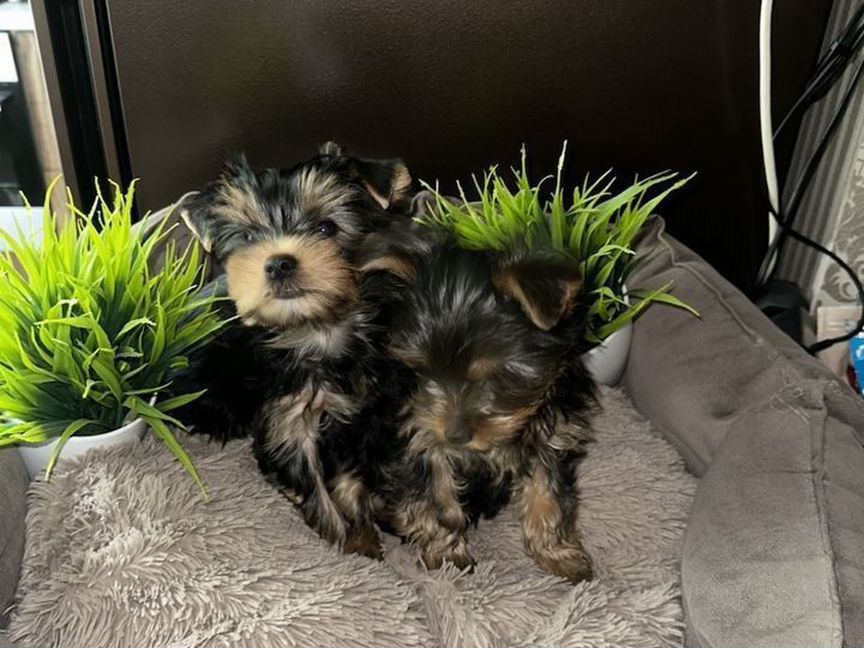 Щенки Йоркширский терьер мини