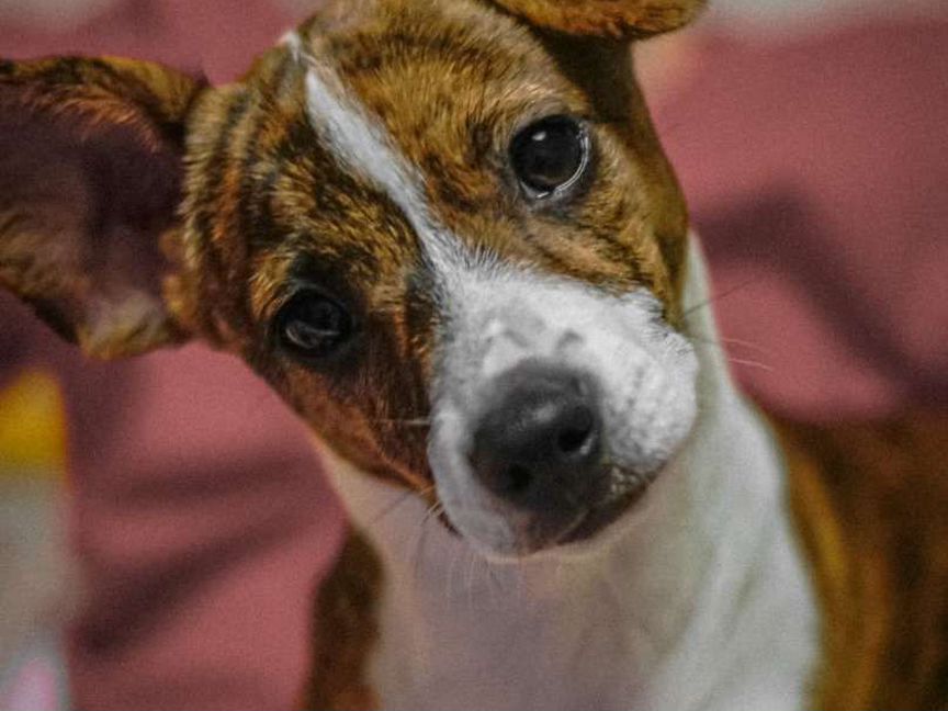 Вязка кобель джек чи