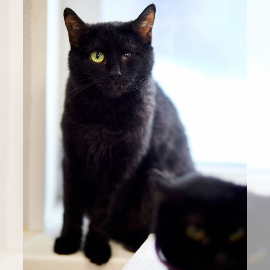 Взрослая, Девочка кошка в добрые руки